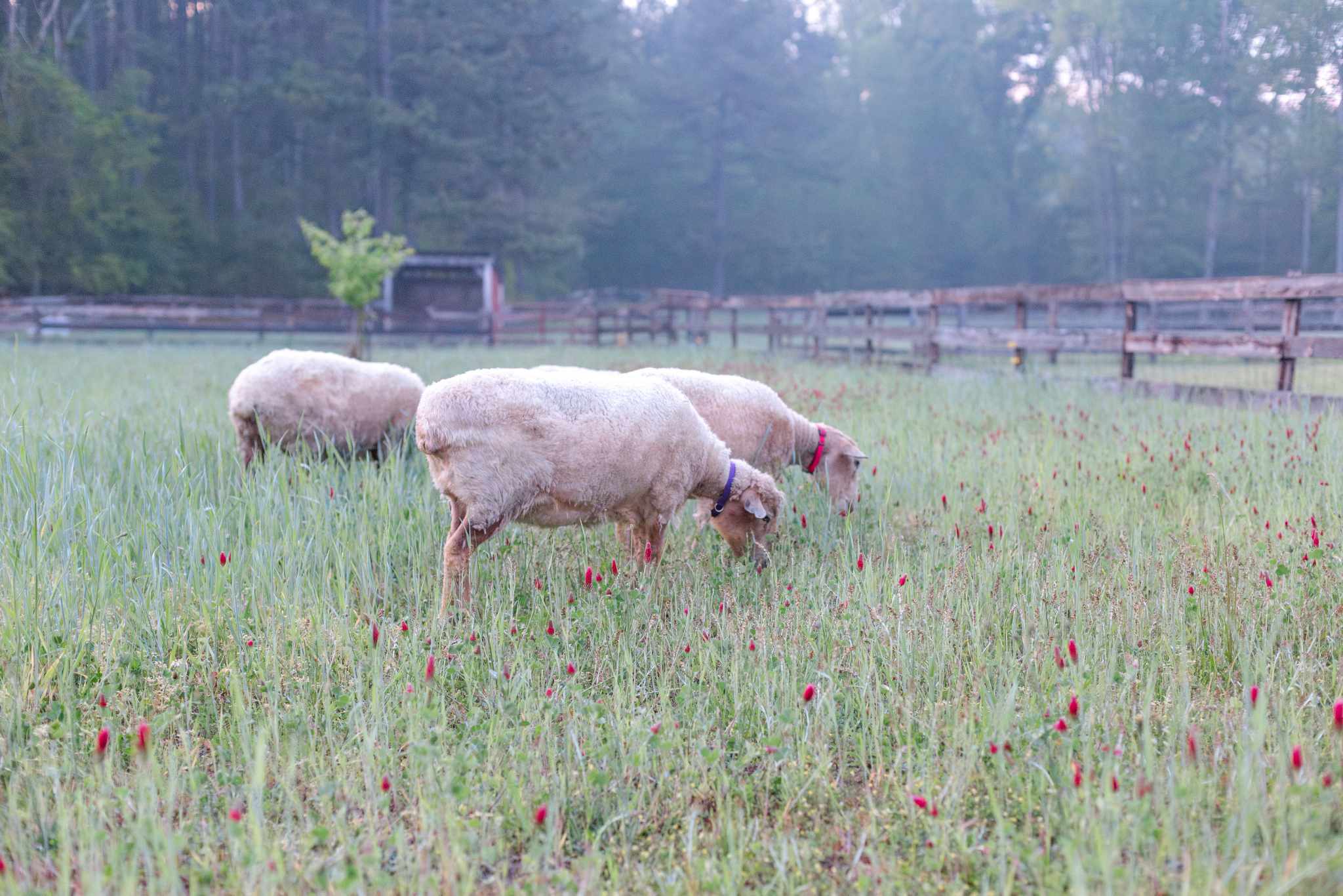 Lazy Fox Lavender Farm